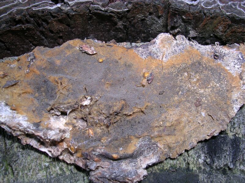 Tomentella botryoides